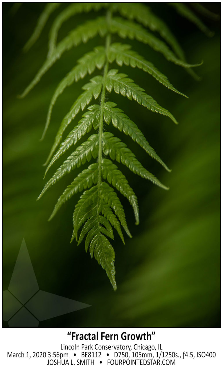 “Fractal Fern Growth”
