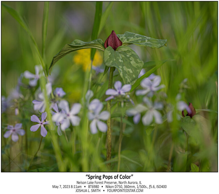 “Spring Pops of Color”
