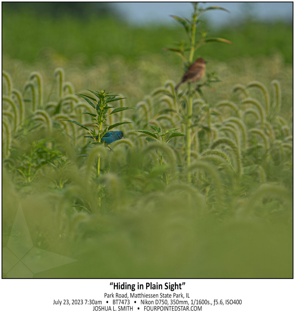“Hiding in Plain Sight”