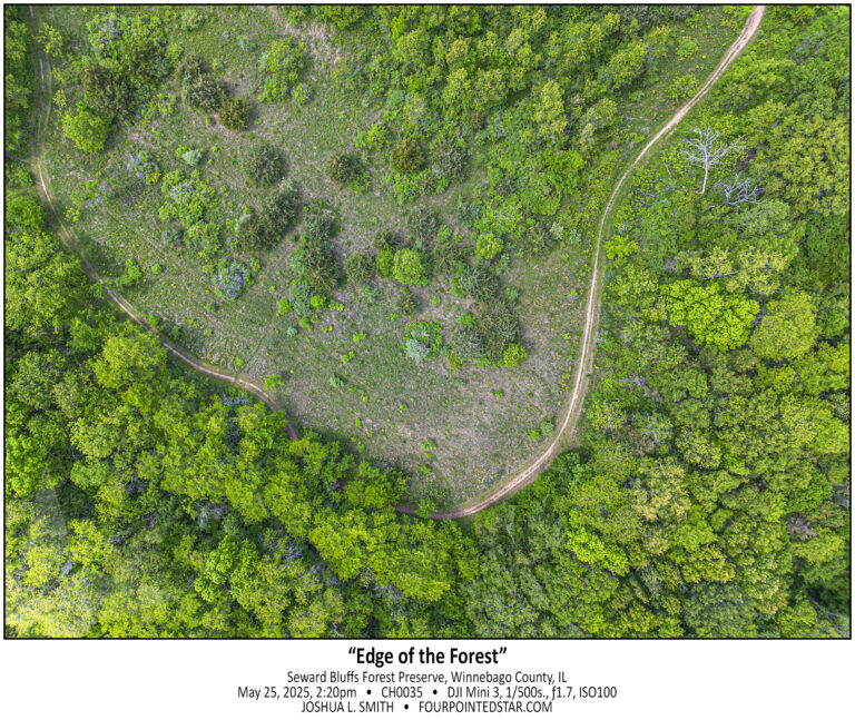 “Edge of the Forest”