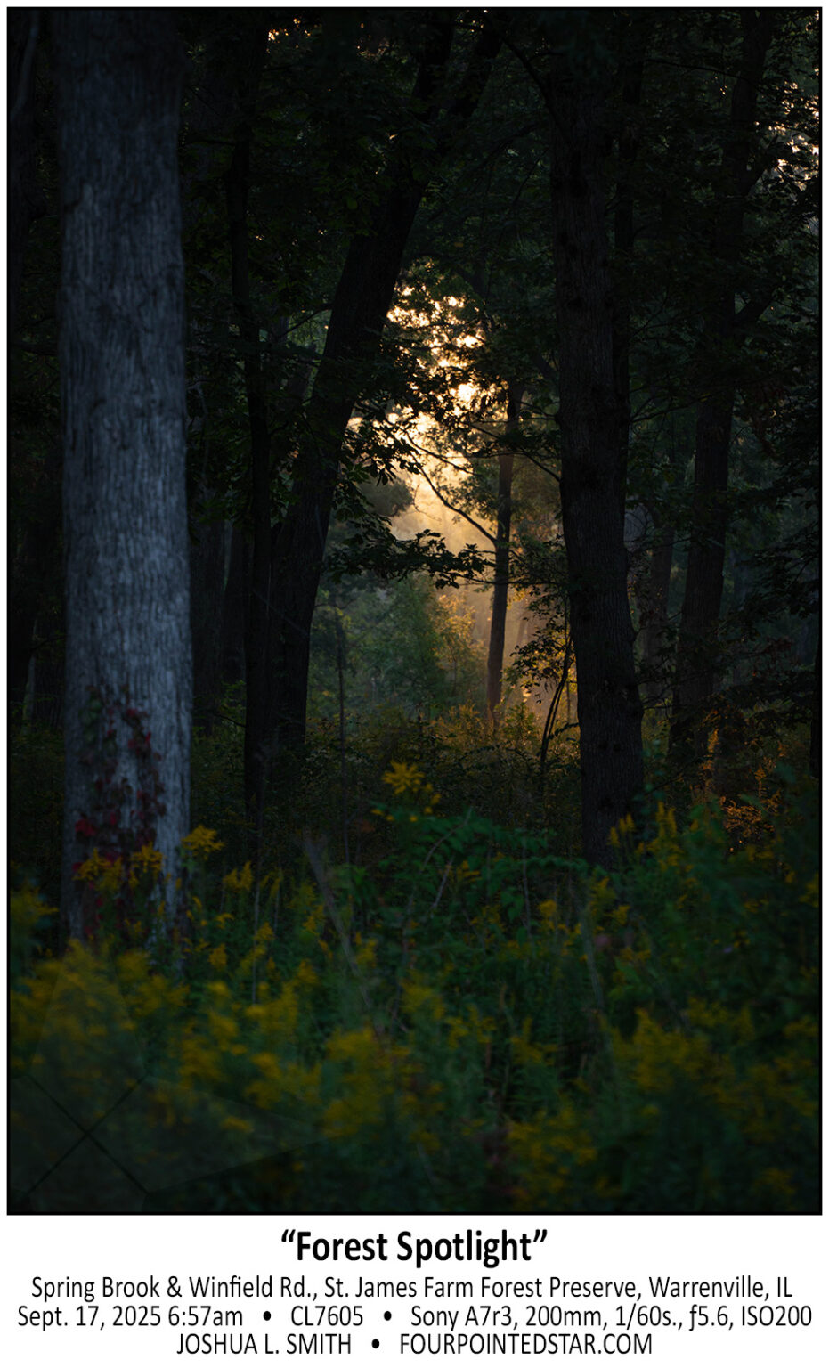 “Forest Spotlight”