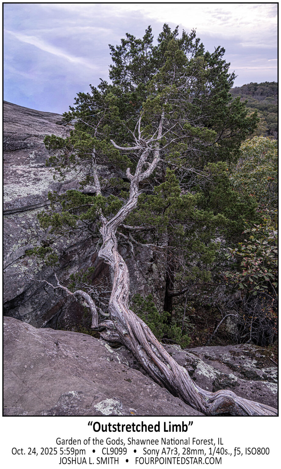 “Outstretched Limb”